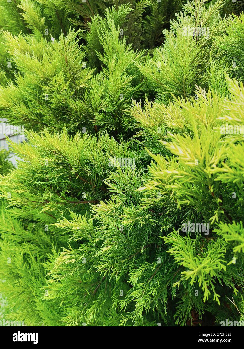 Green Pine Trees that sprout at the end of the year season to be used ...