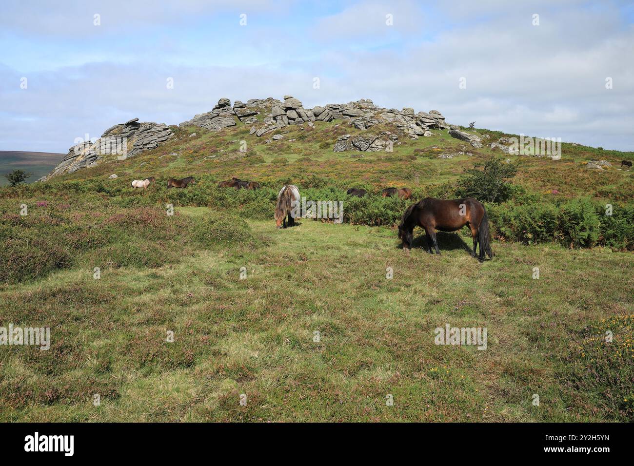 Dartmoor ponies around Honeybag tor, Widecombe, Dartmoor, Devon ...