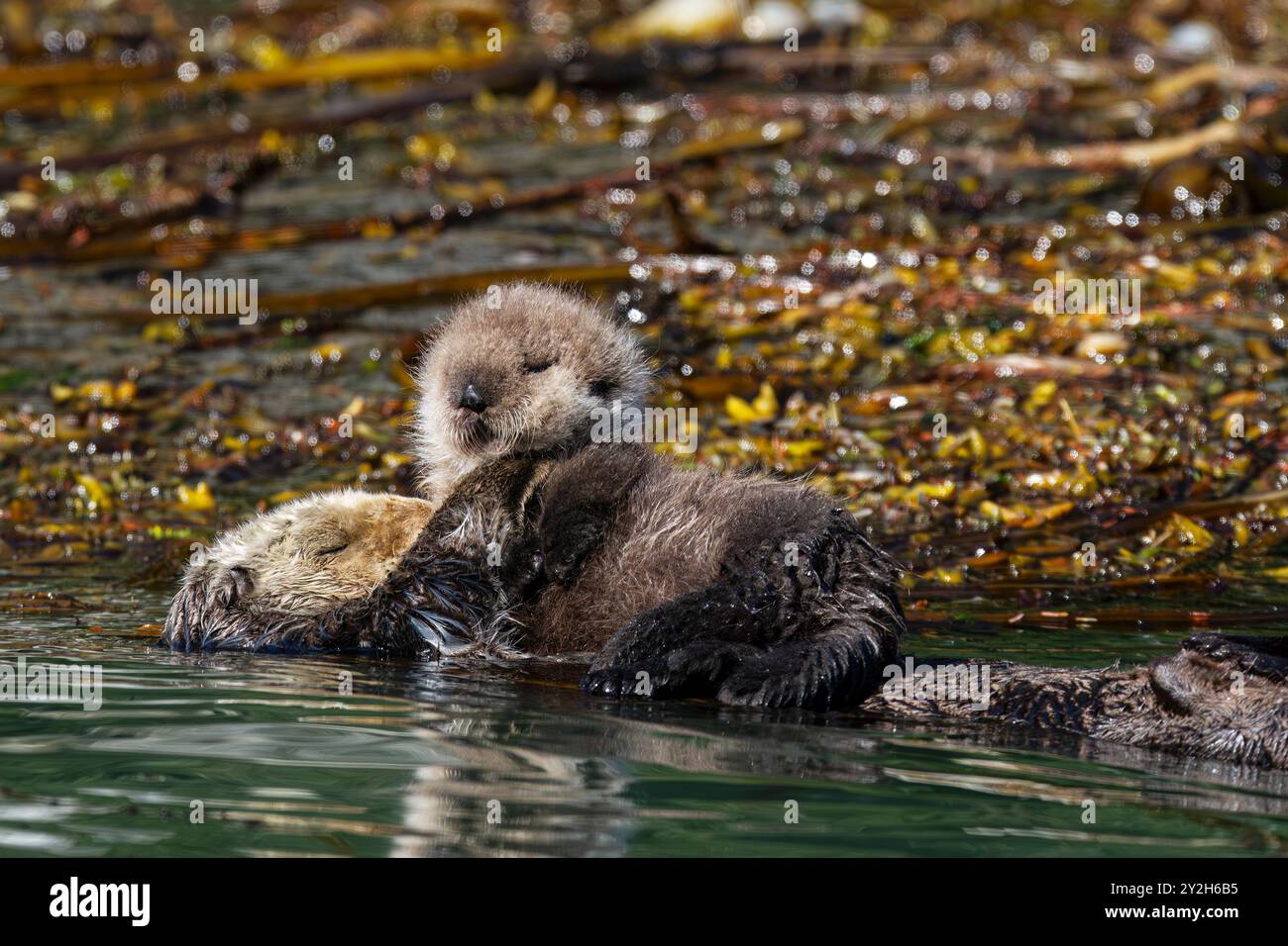 Adult sea otter (Enhydra lutris kenyoni) mother with her pup on her ...