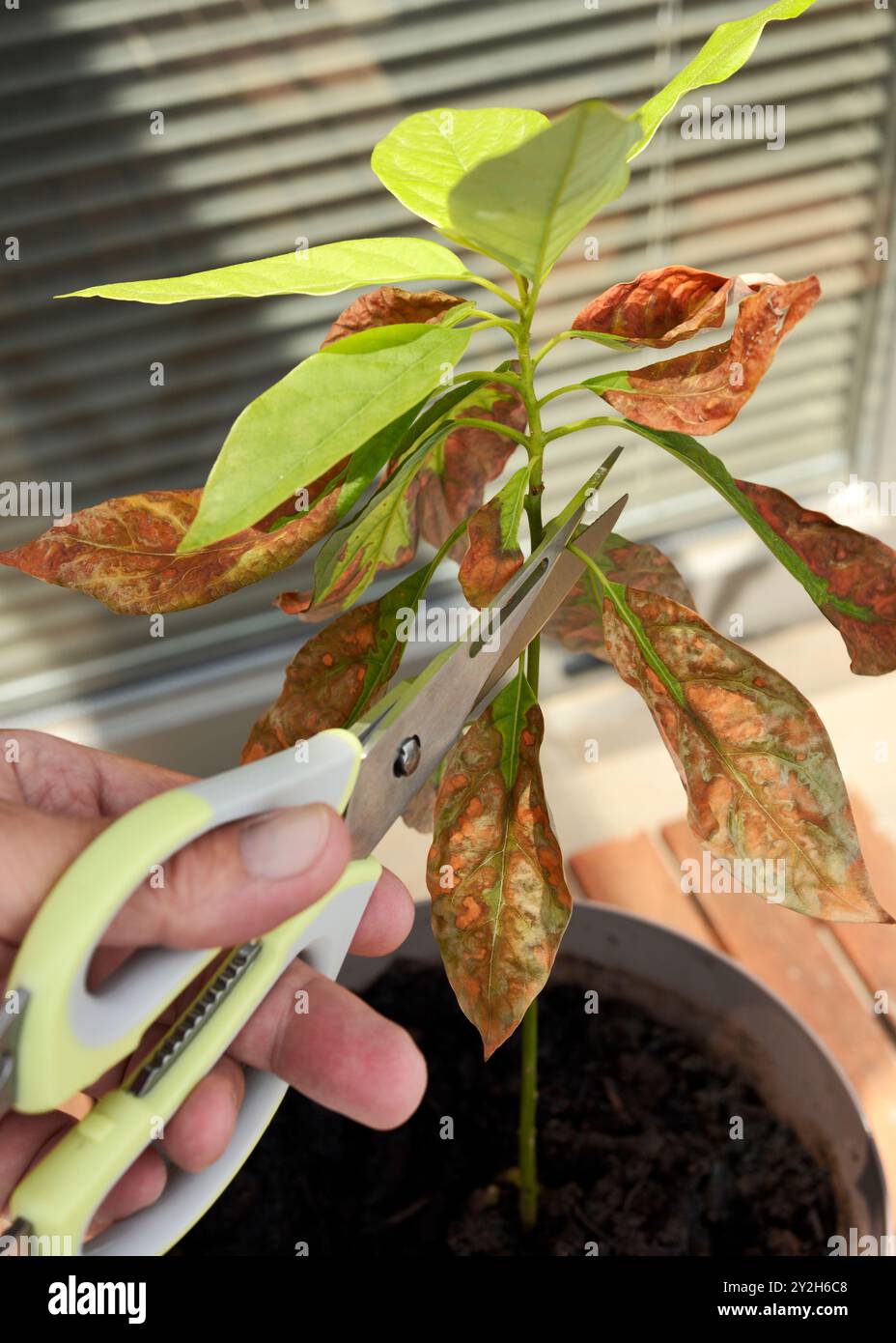 Avocado prune hi-res stock photography and images - Alamy