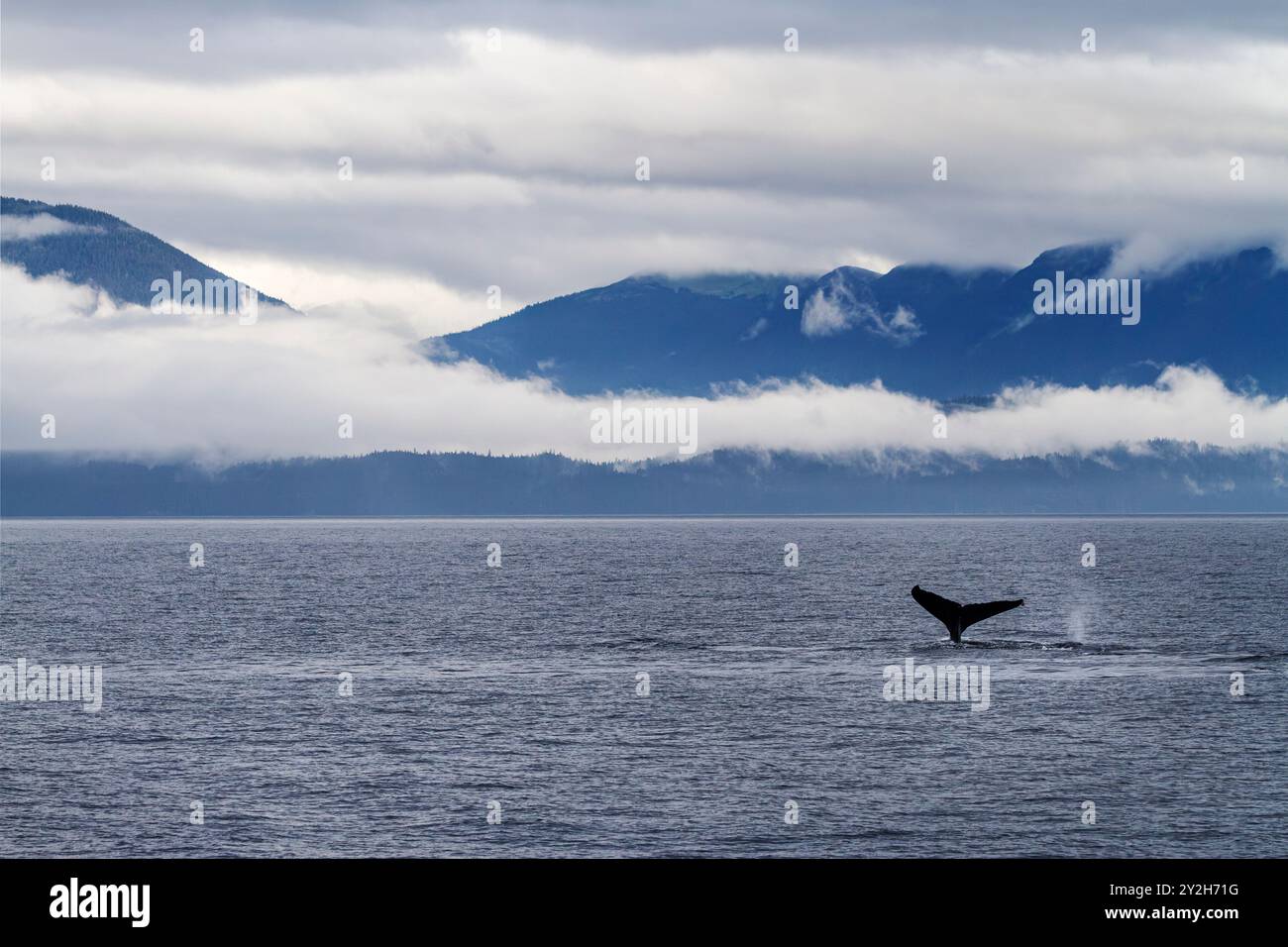 Alaskan panhandle whale hi-res stock photography and images - Alamy