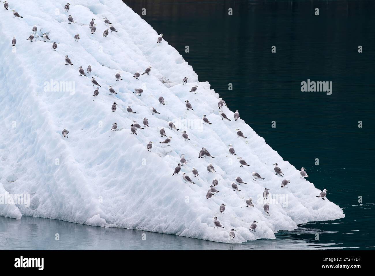 Black-legged kittiwakes (Rissa tridactyla) on iceberg in Tracy Arm ...