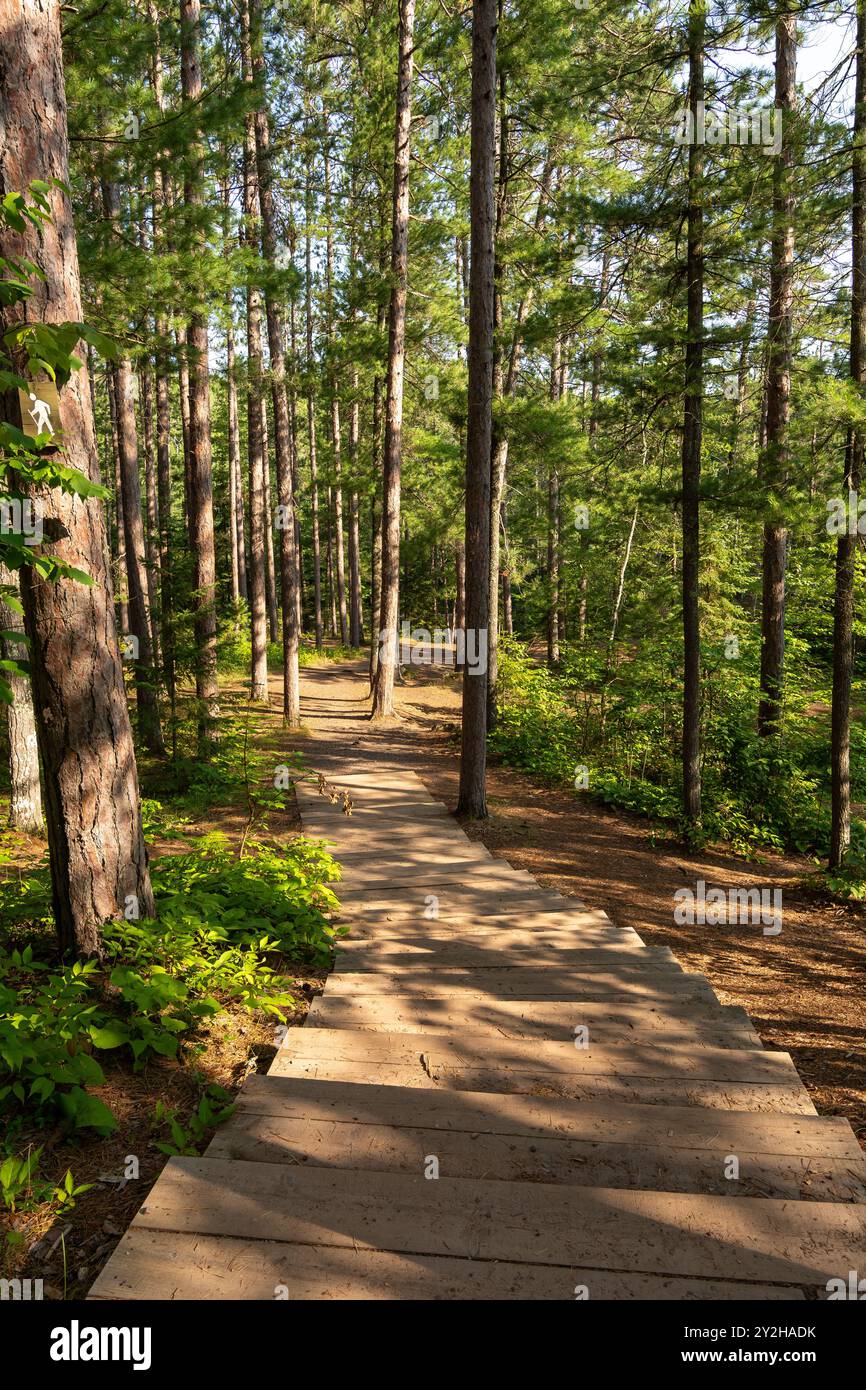 Hiking Trails through the pine trees in Amnicon Falls State Park. South ...