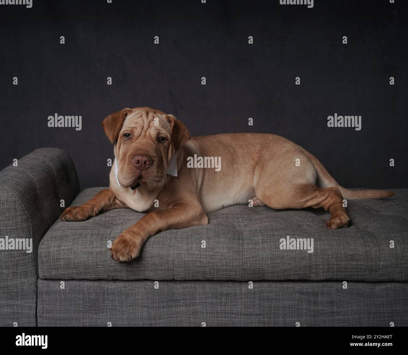 Sharpei dog looking at the camera isolated on a studio dark background ...