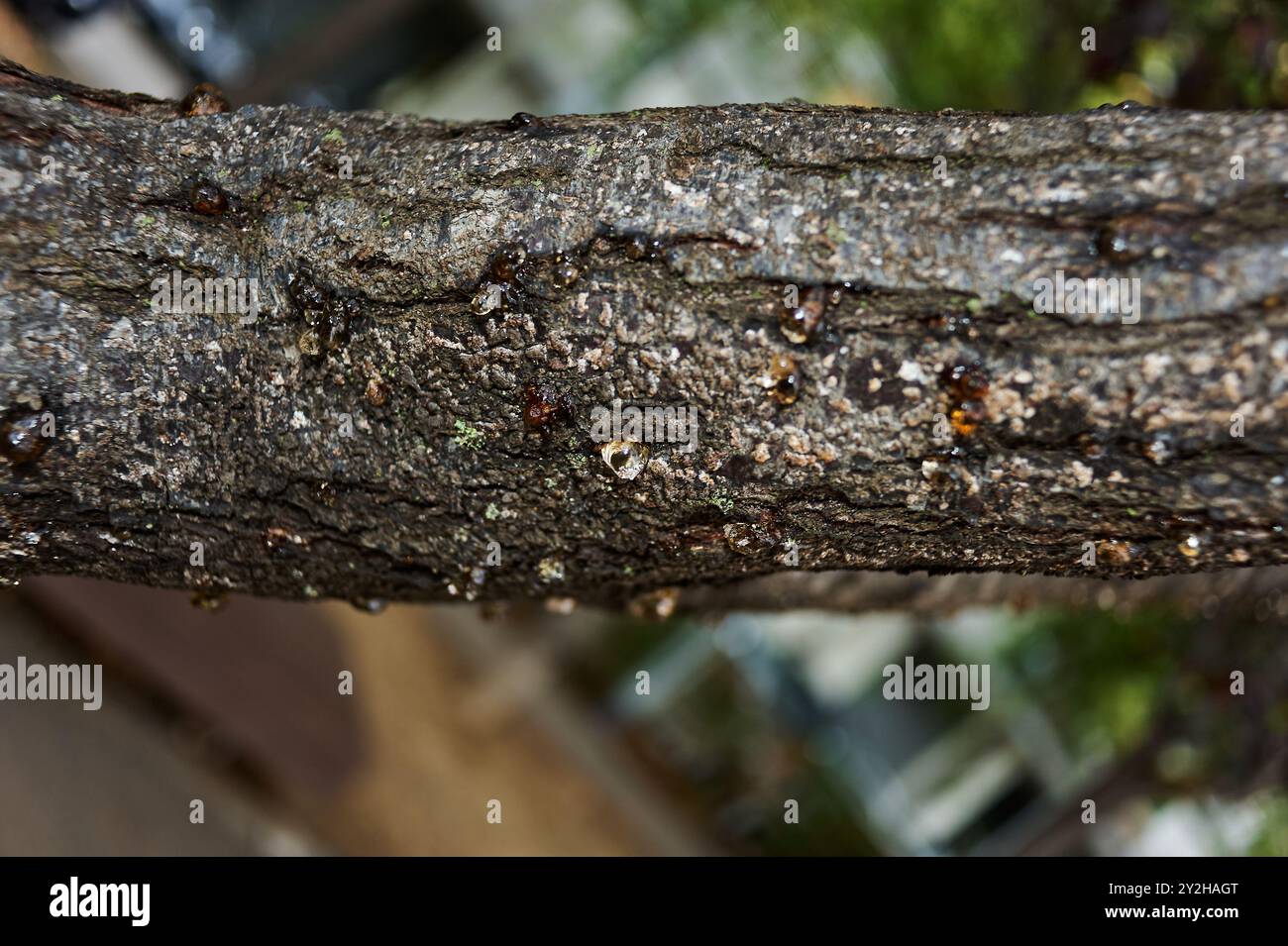 Tree trunk with resin and green leaves, captured in a vertical frame ...