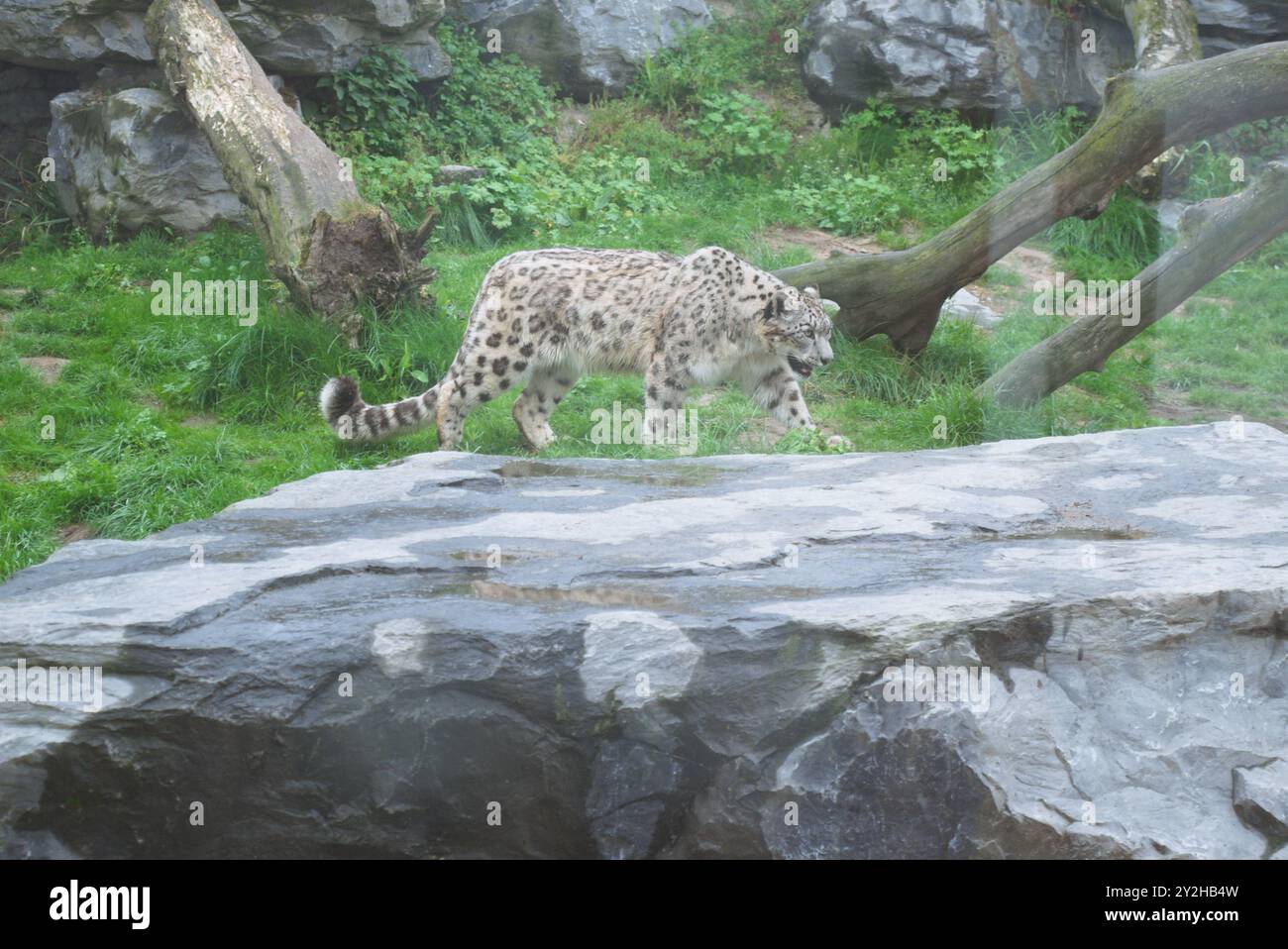 Majestic Snow Leopard: A Stunning Portrait of Nature's Elegance Stock ...