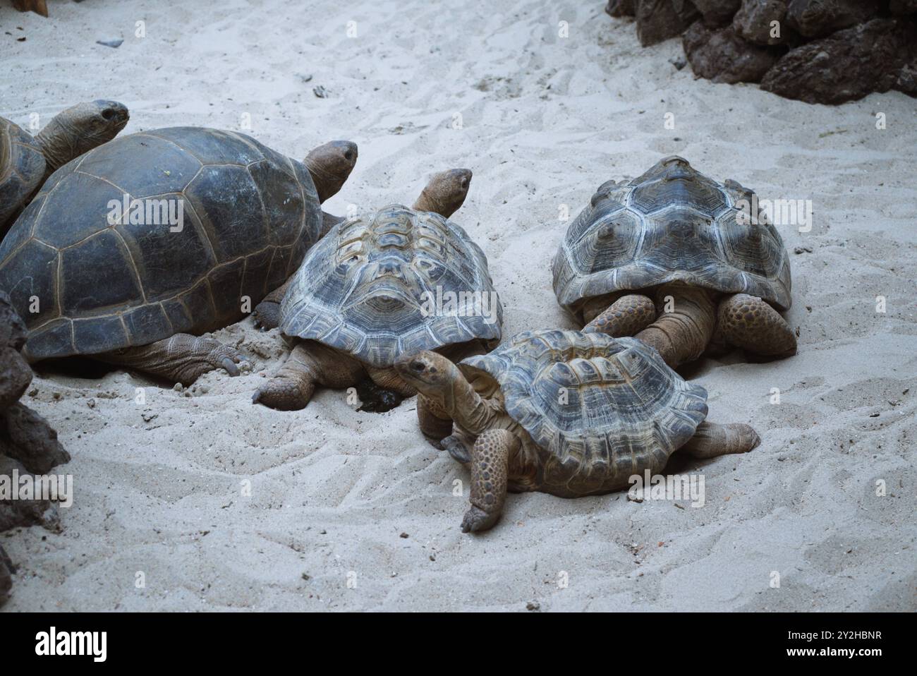 Exotic Turtles in Their Natural Habitat: A Glimpse of Nature's Wonders Stock Photo - Alamy