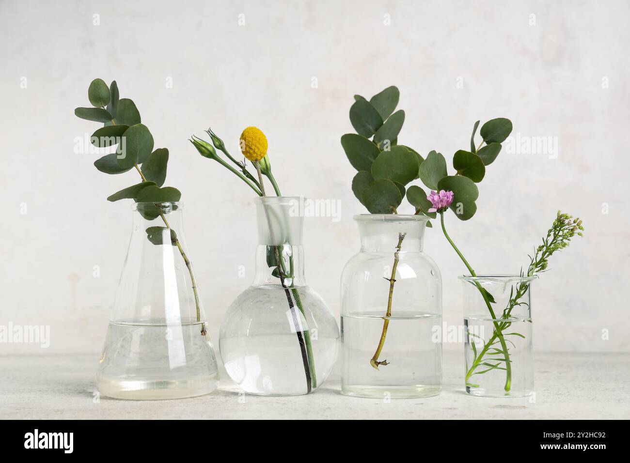 Laboratory glassware with herbs and plants on grunge white background ...