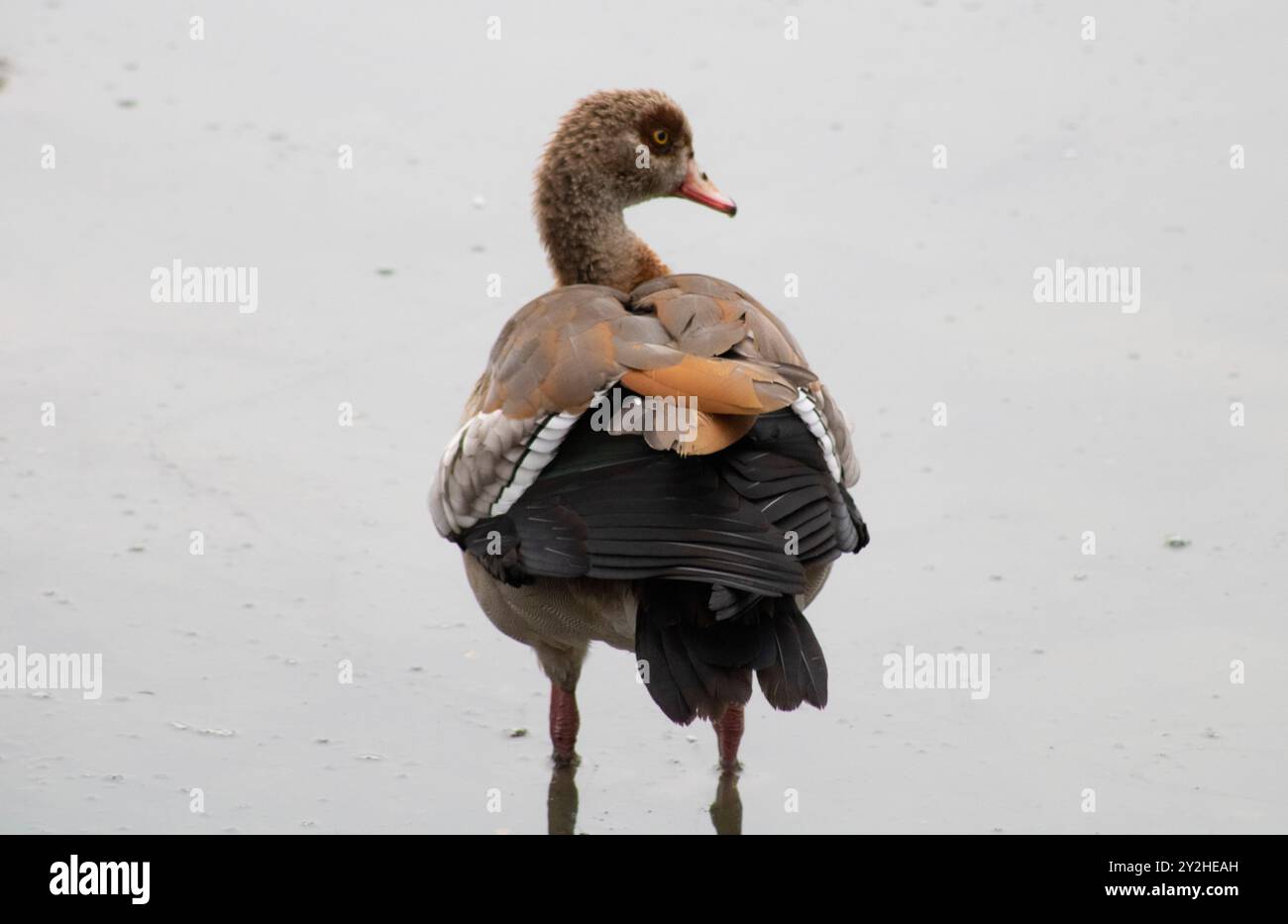 backside of brown goose standing in shallow water Stock Photo - Alamy