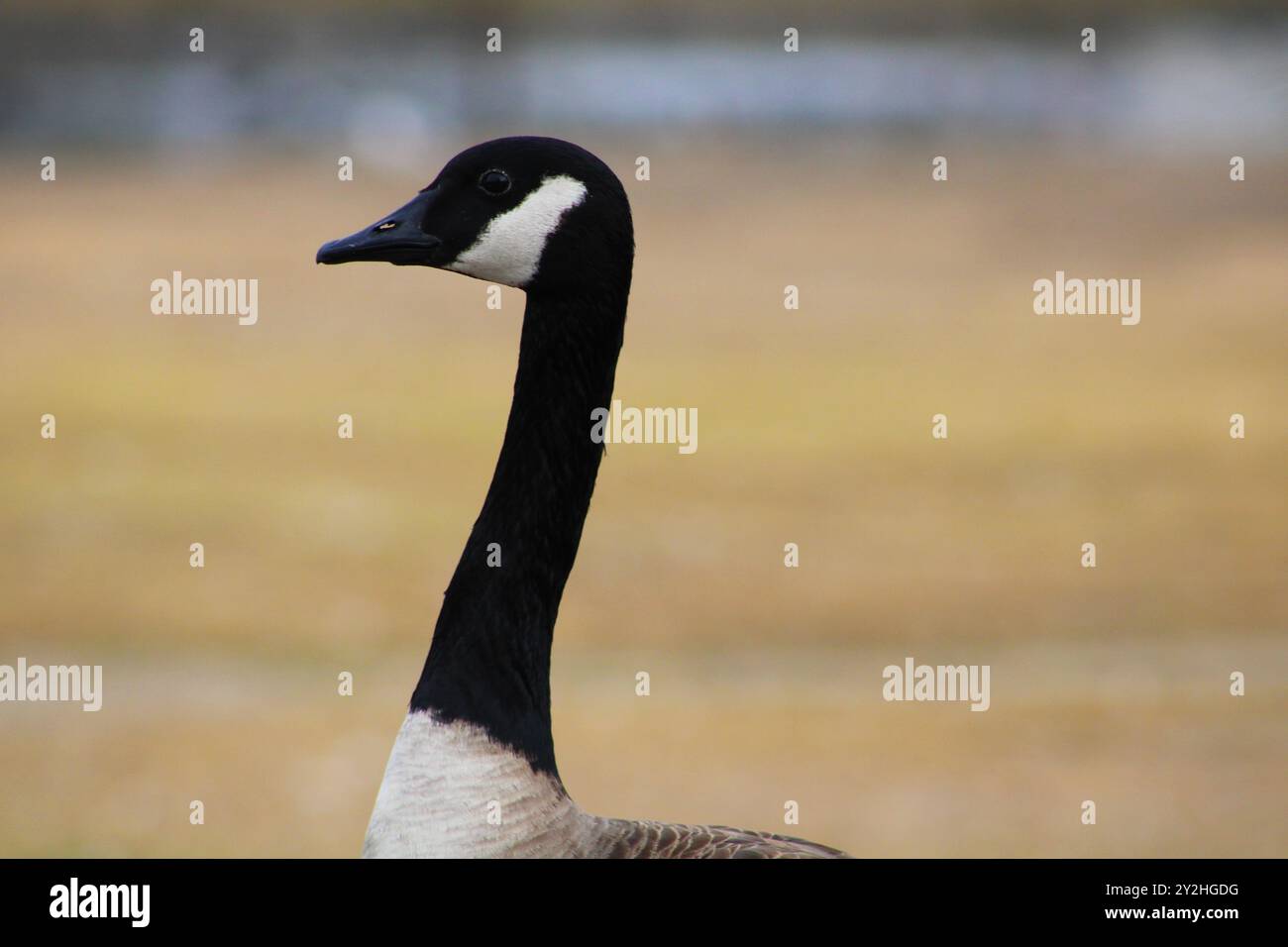 Canadian goose feet hi-res stock photography and images - Alamy