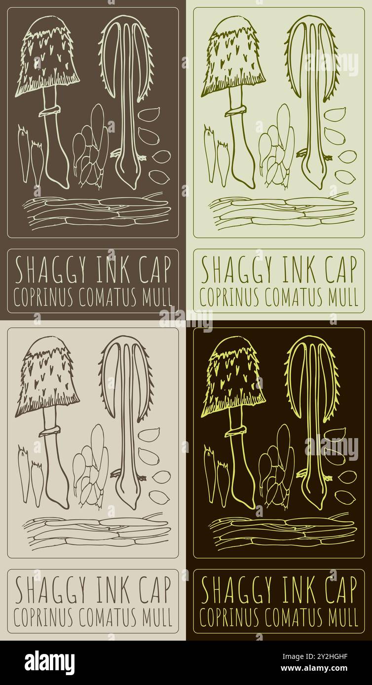 Set of vector drawing SHAGGY INK CAP in various colors. Hand drawn ...