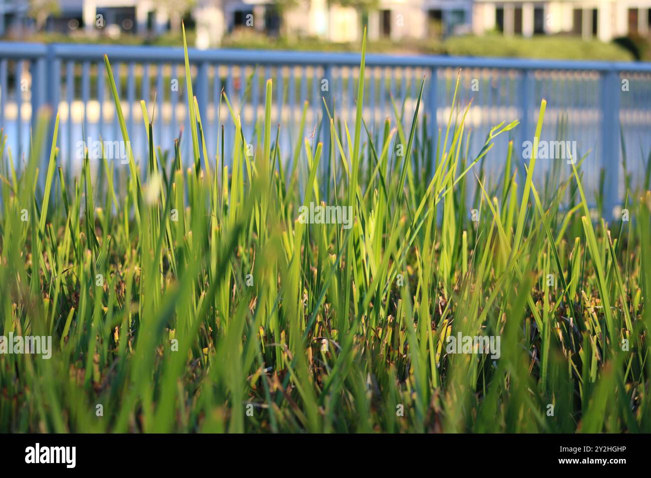 Closeup long green grass hi-res stock photography and images - Alamy
