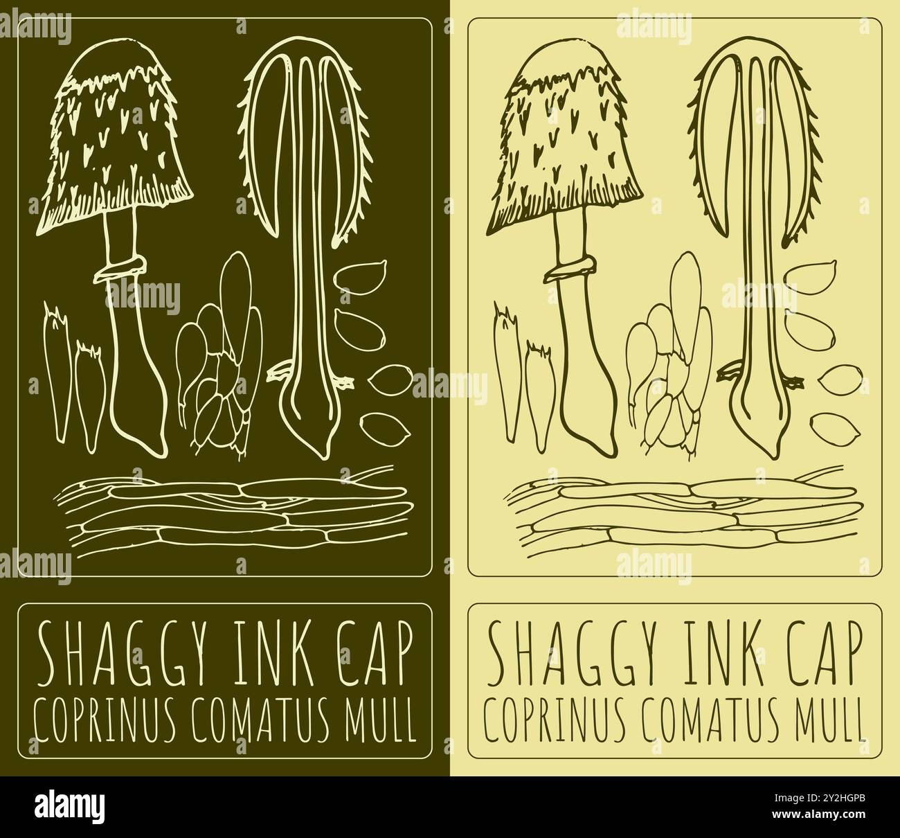 Vector drawing SHAGGY INK CAP. Hand drawn illustration. Latin name is ...