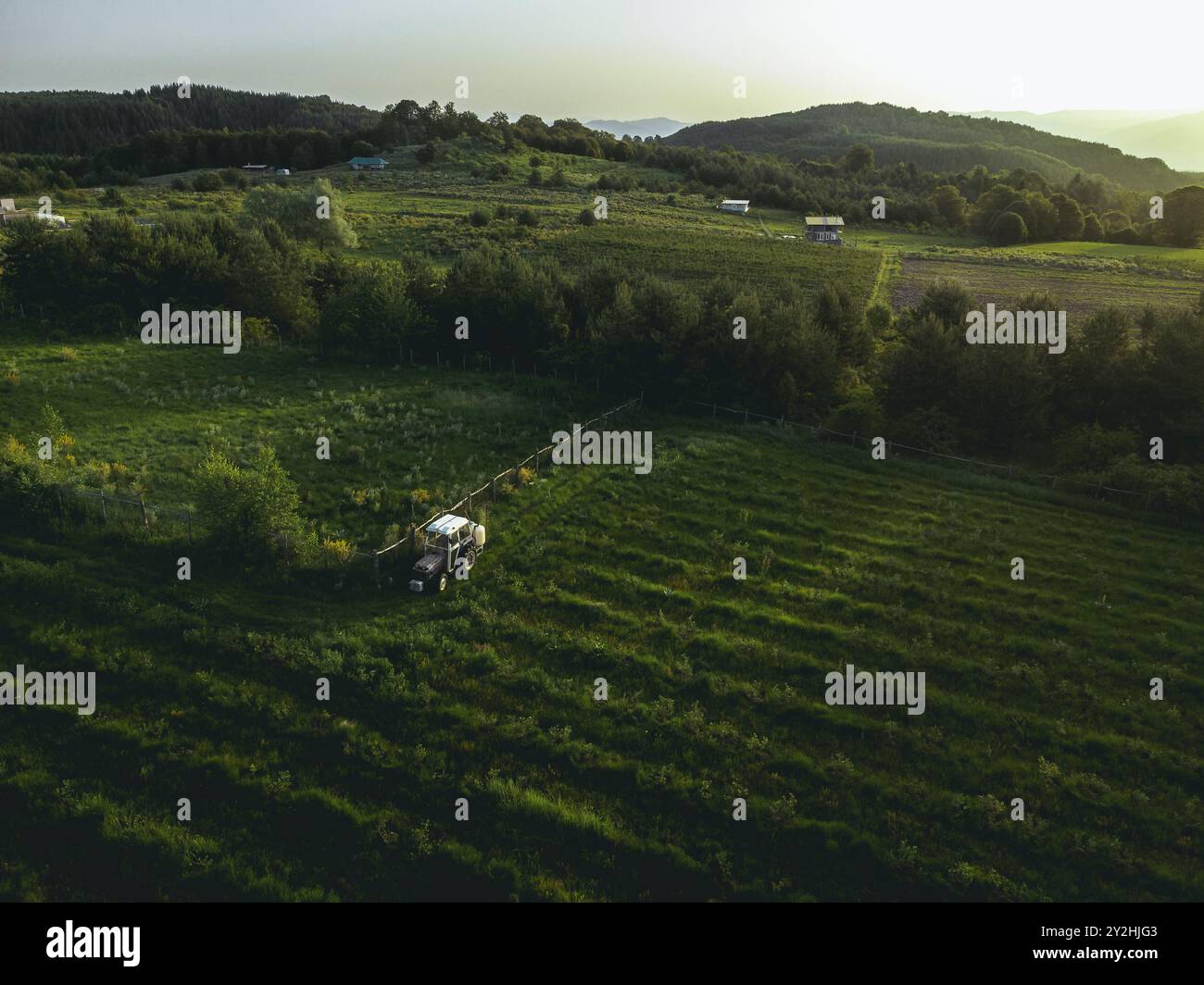 Old white tractor in a big raspberry farm field in the morning during ...