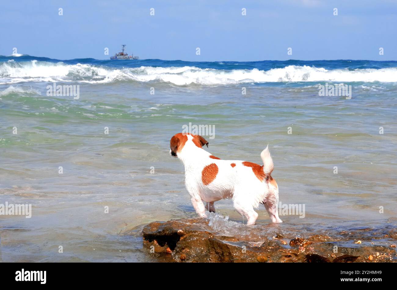 Ship went to sea, could not wait for favorite dog Stock Photo - Alamy