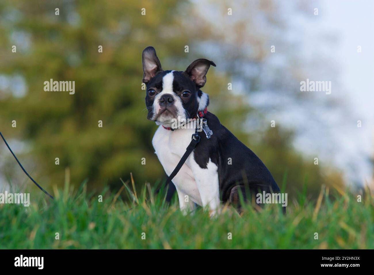 Cute, small, Boston Terrier puppy wearing a leash. Waiting for is owner ...