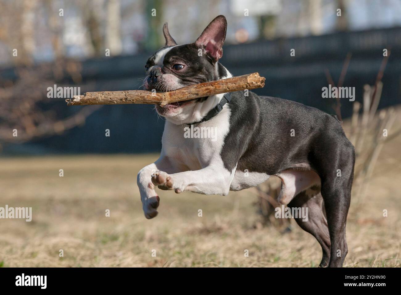 Boston Terrier dog playing in the park. Outdoor head portrait of a 2 ...