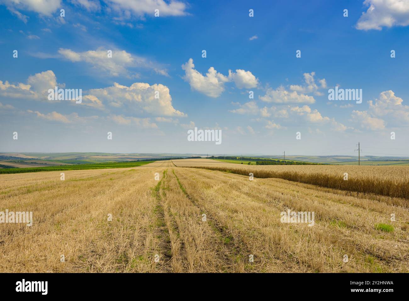 Stubble in harvested wheat field and blue sky Stock Photo - Alamy