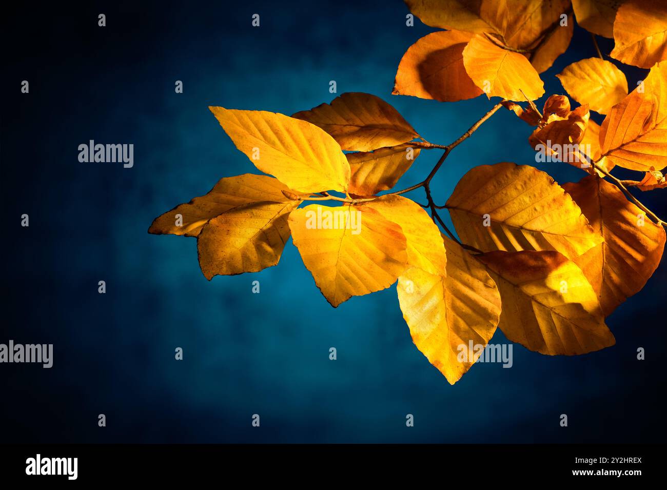 Yellow leaves ornamental plant hi-res stock photography and images - Alamy