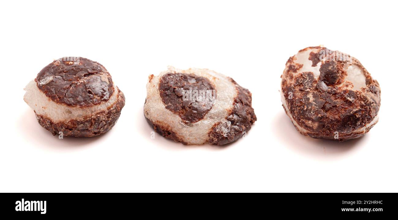 Freeze Dried Chocolate Covered Cream Filled Mint Candy Pieces Stock ...