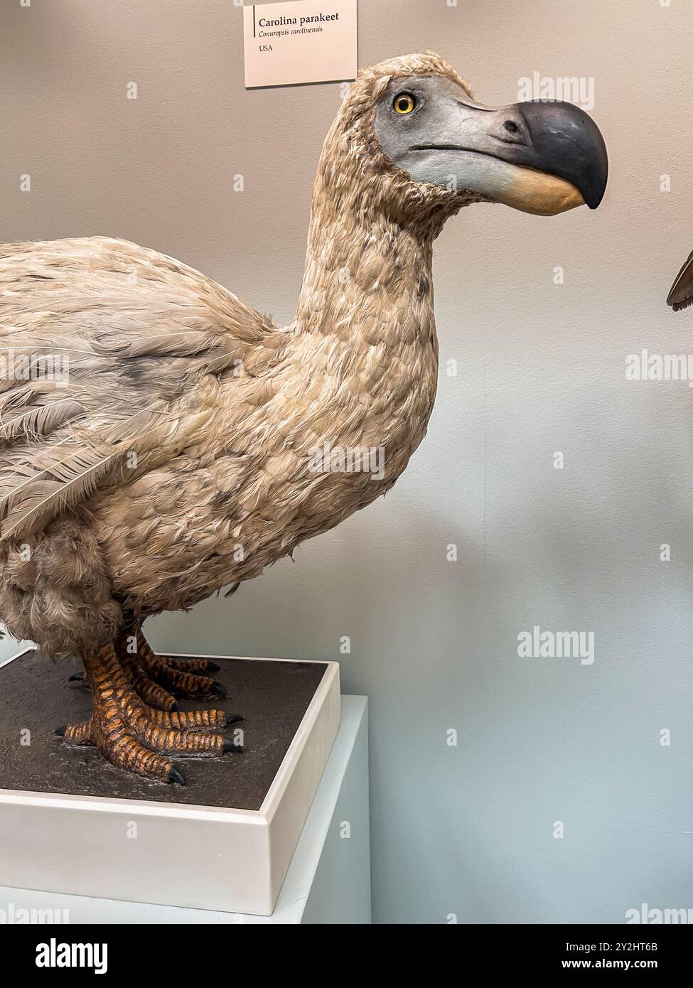 London, Great Britain, Exhibit, Close up, Réunion Island Dodo BIrd ...