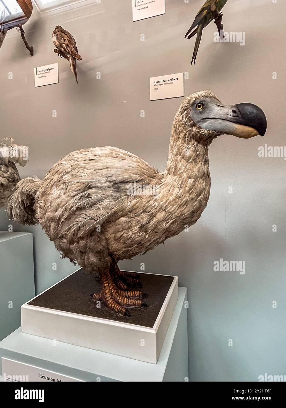 London, Great Britain, Exhibit, Close up, Réunion Island Dodo BIrd ...