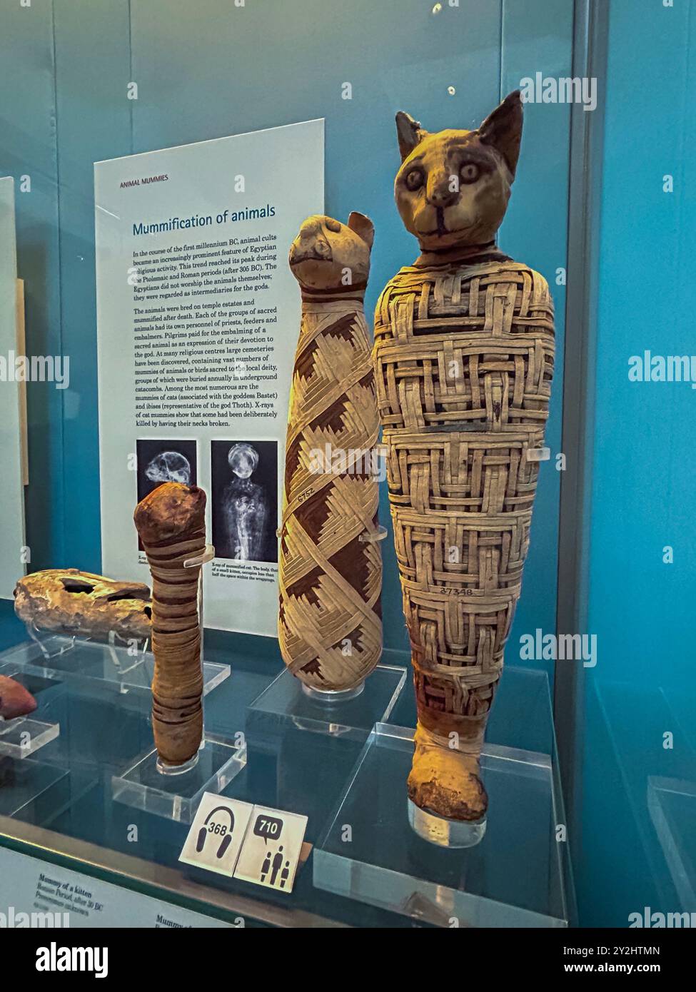 London, England, Detail, The Natural History Museum, Egyptian Cat ...