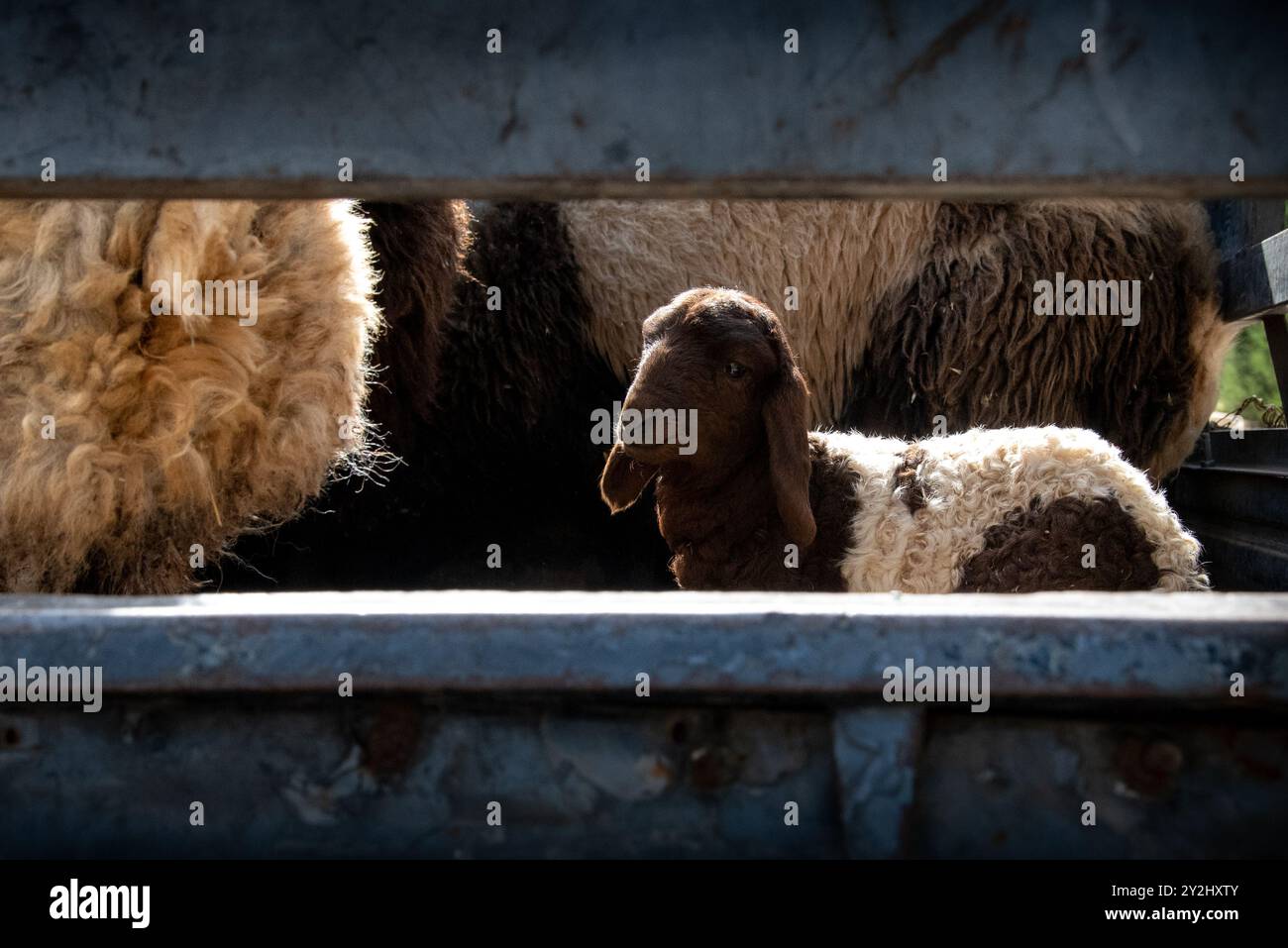 Cute Baby Lamb Being Transported in Pickup Truck to Farm, Framed by ...