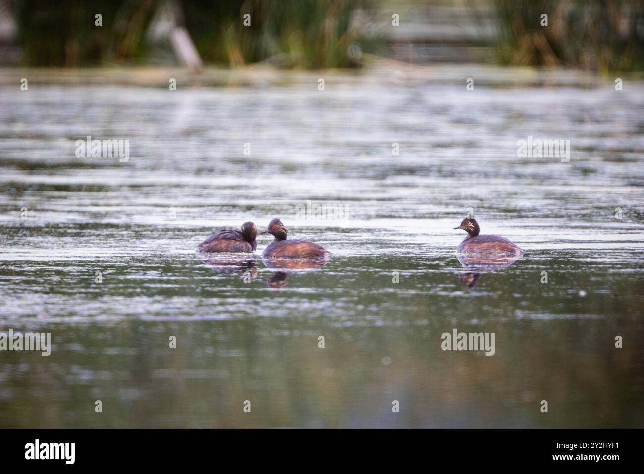 A trio of Eared Grebes swimming in a pond. South Park Wildlife Habitat ...