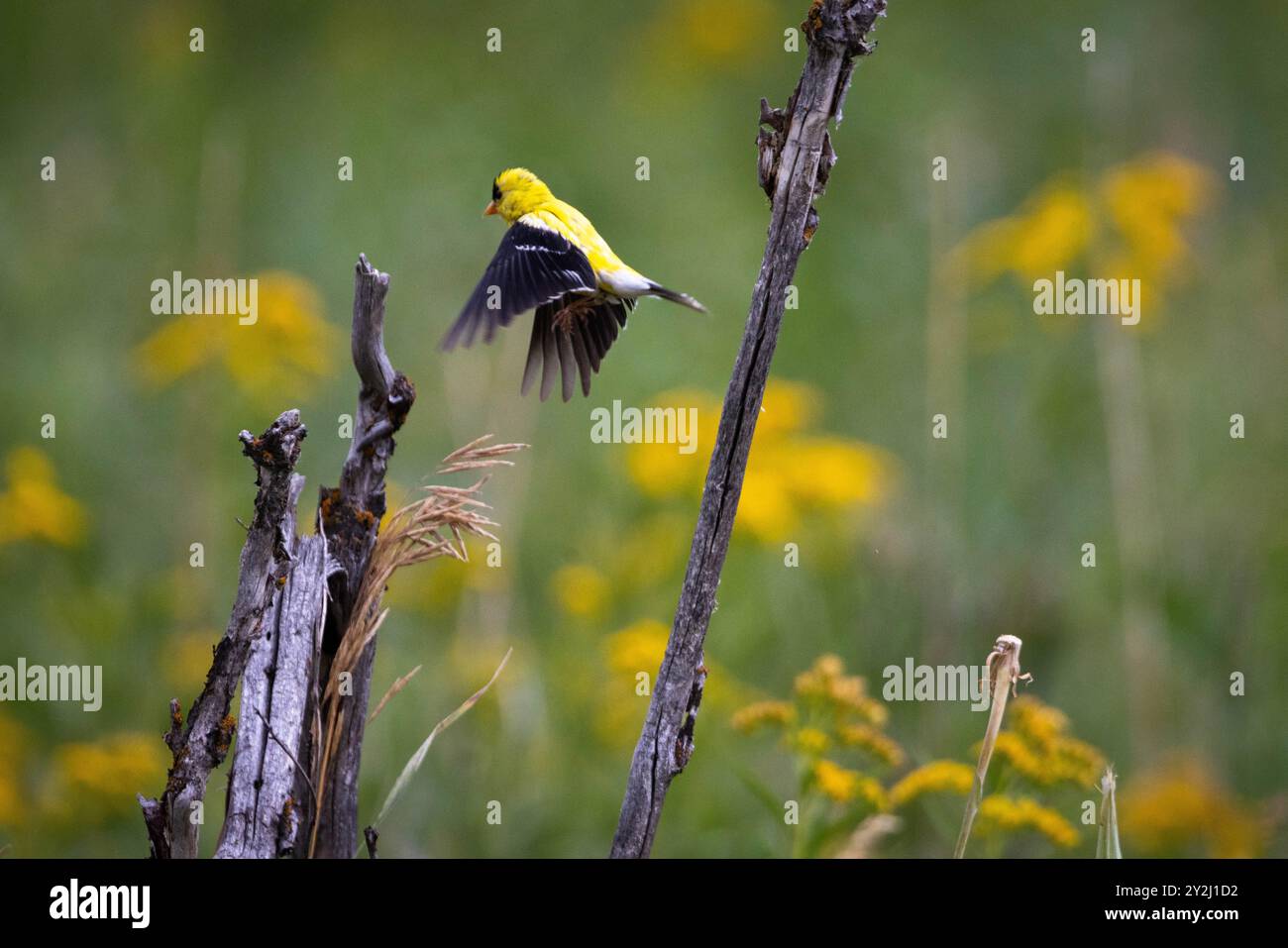 An American Goldfinch flying to a small log perch. South Park Wildlife ...