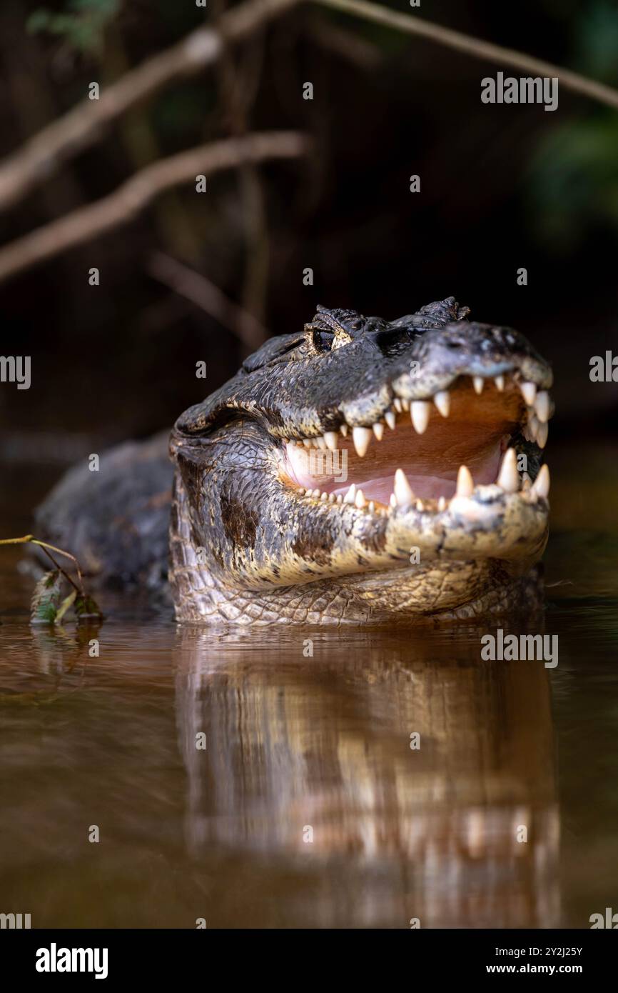 the amazing position of a caiman showing his teeth Stock Photo - Alamy