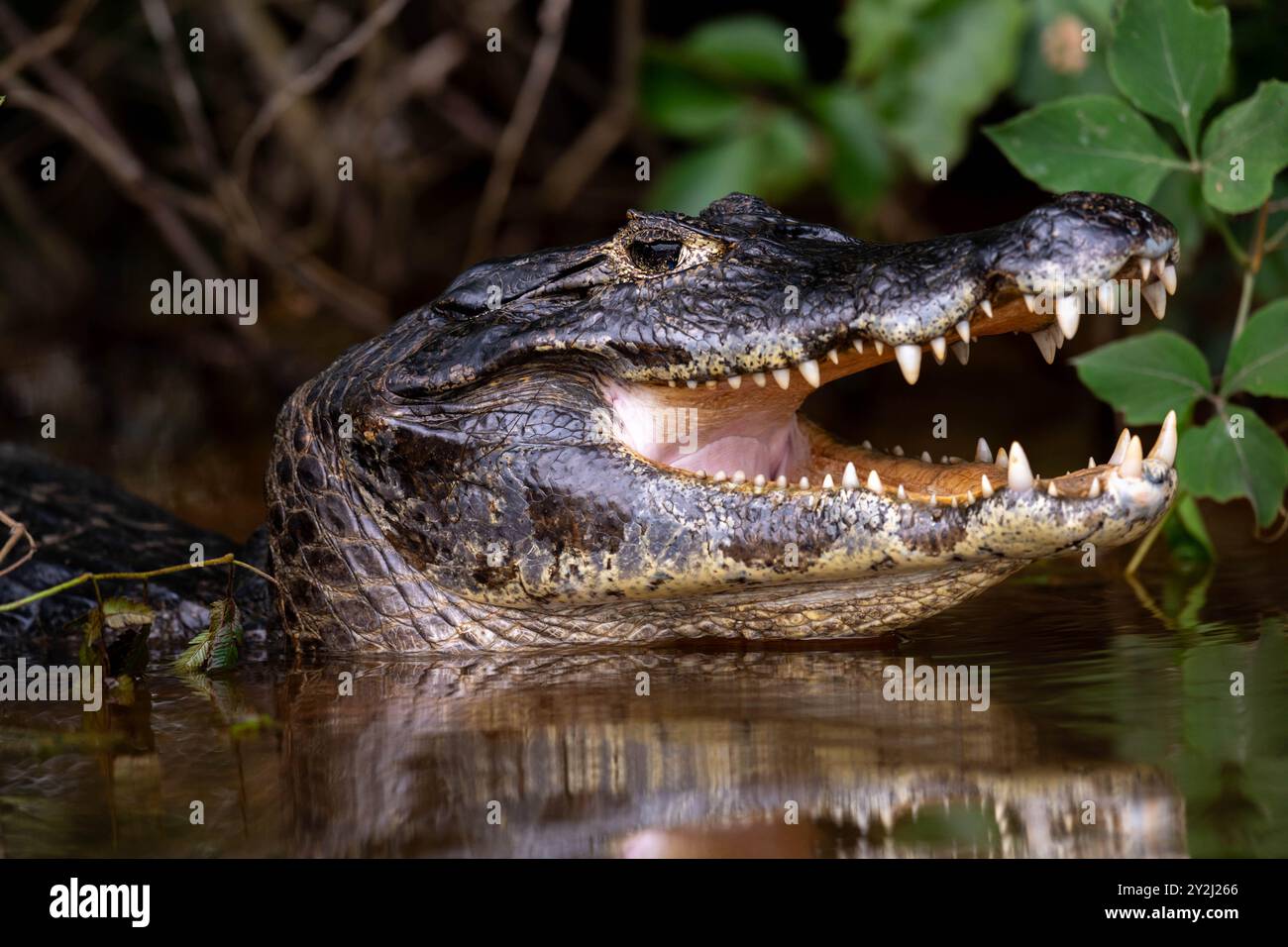 a caiman show it´s teeth while it´s resting in the river Stock Photo ...