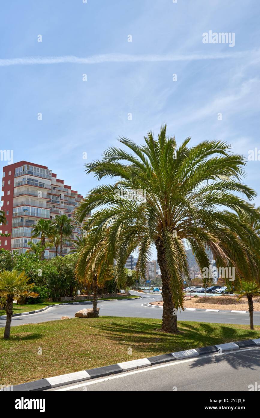 Spectacular Spanish Skyline: Towering High-Rises and Swaying Palm Trees ...