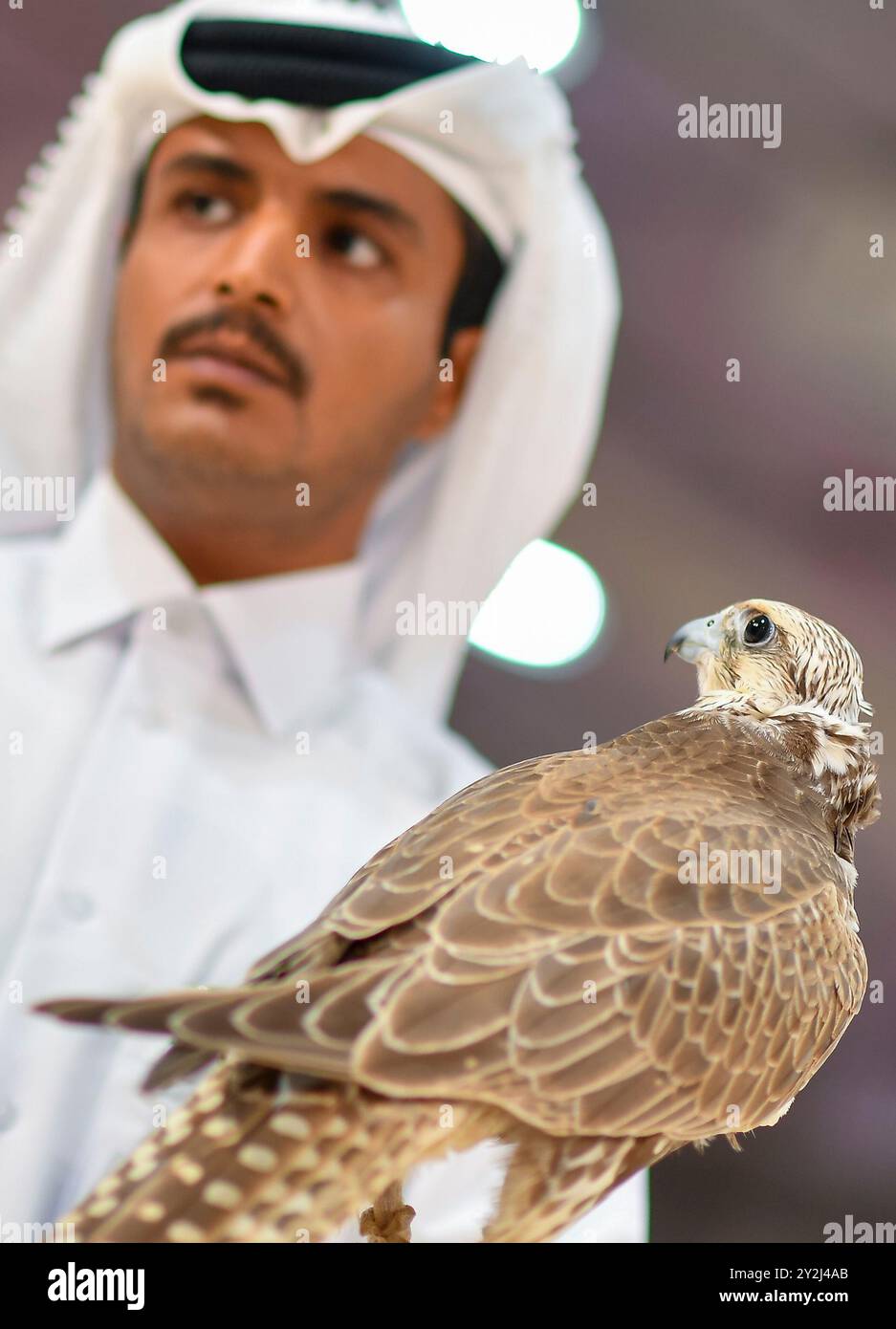 Doha, Qatar. 10th Sep, 2024. An exhibitor shows a falcon during the 8th ...