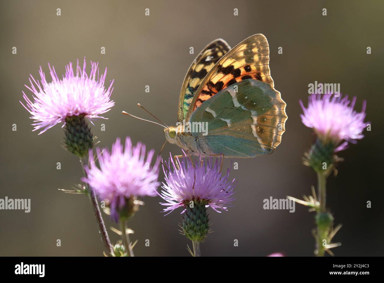 Cardinal butterfly female - Argynnis pandora Stock Photo - Alamy