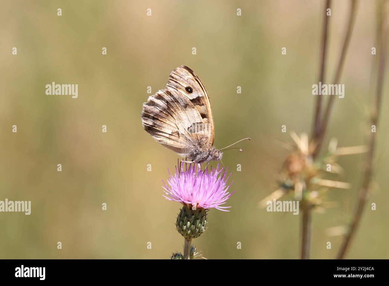 The Hermit butterfly male - Chazara briseis Stock Photo - Alamy