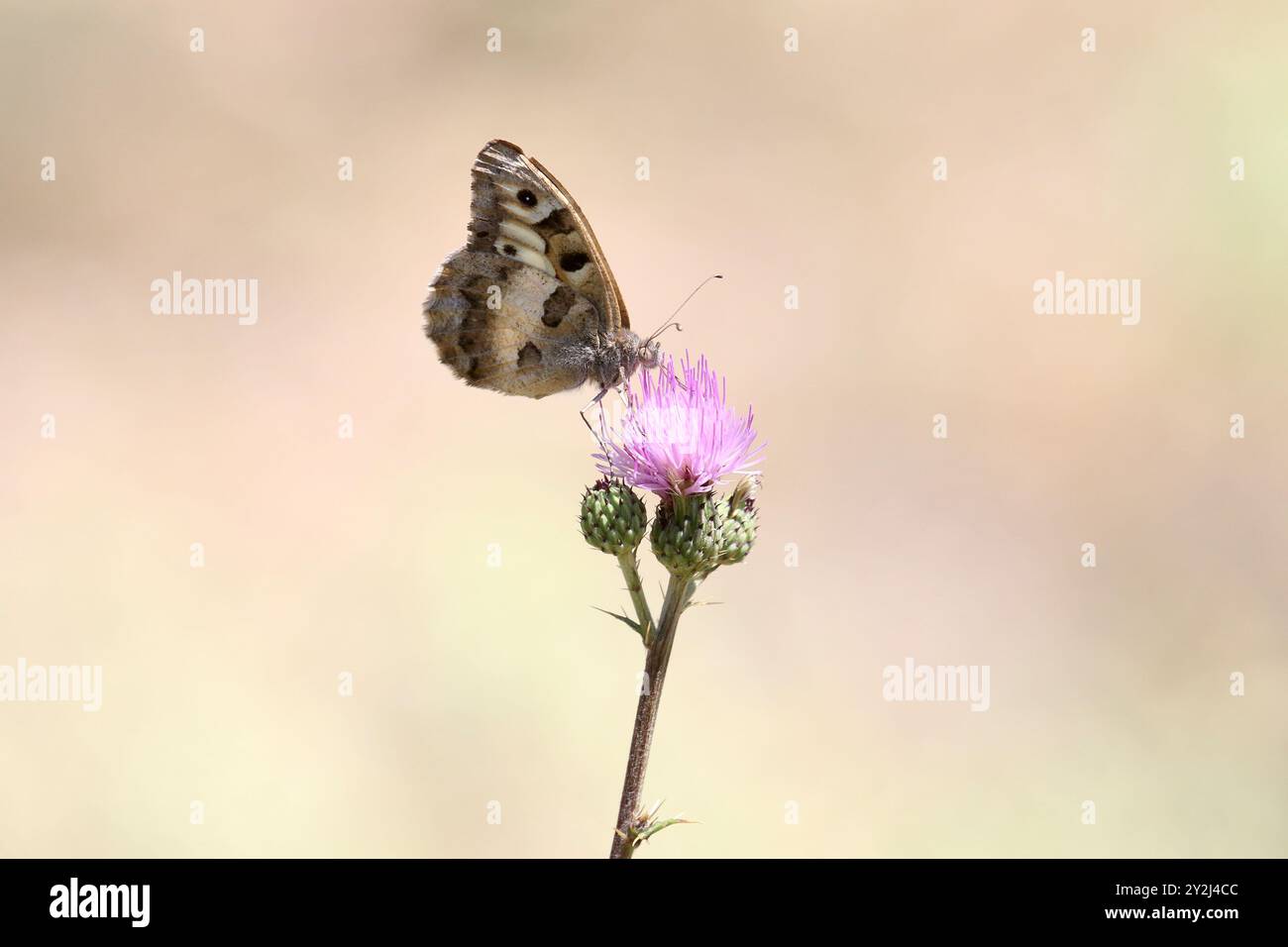 The Hermit butterfly male - Chazara briseis Stock Photo - Alamy