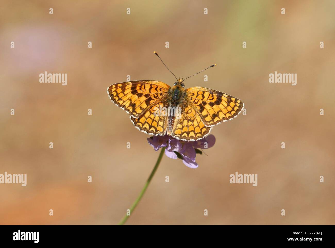 Knapweed Fritillary butterfly - Melitaea phoebe Stock Photo - Alamy
