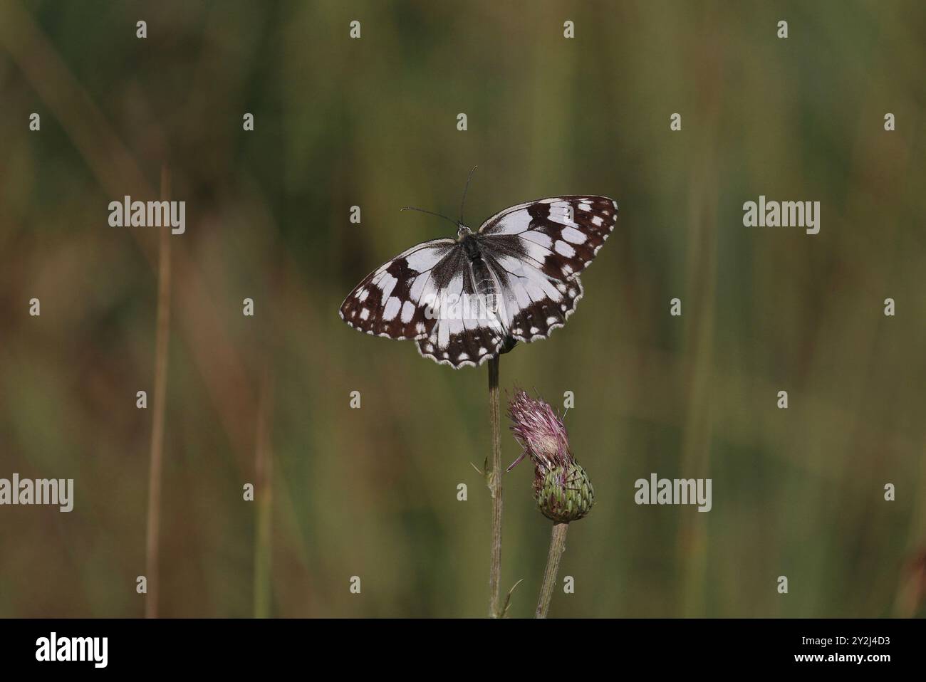 Marbled white butterfly close hi-res stock photography and images - Alamy