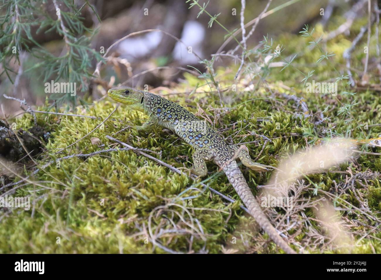 Ocellated Lizard or Eyed Lizard female under pine trees - Timon lepidus ...