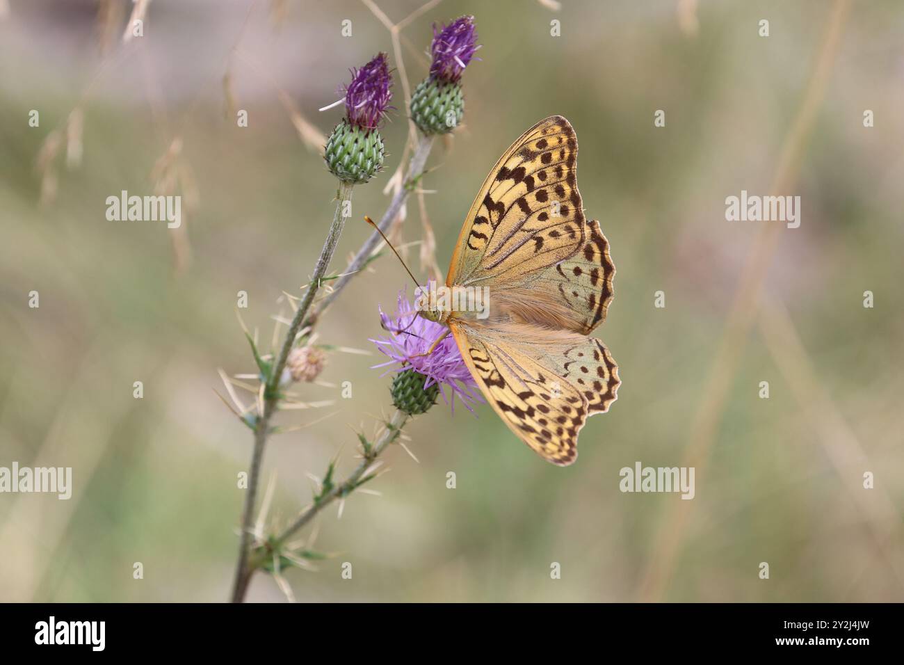 Cardinal butterfly male - Argynnis pandora Stock Photo - Alamy