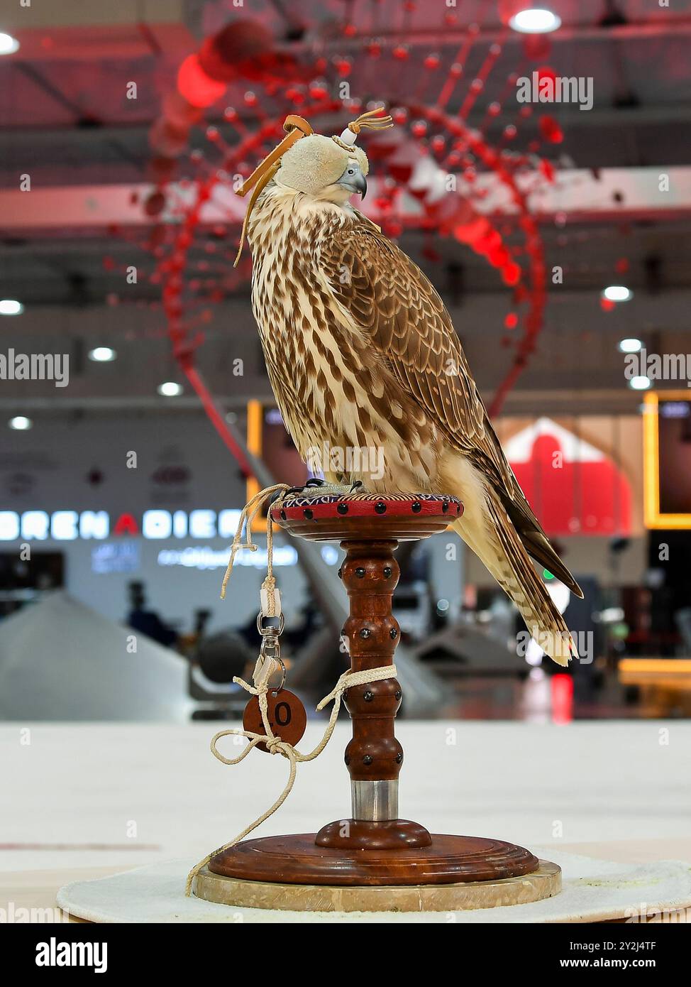 Doha, Qatar. 10th Sep, 2024. A hooded hunting falcon is on display ...