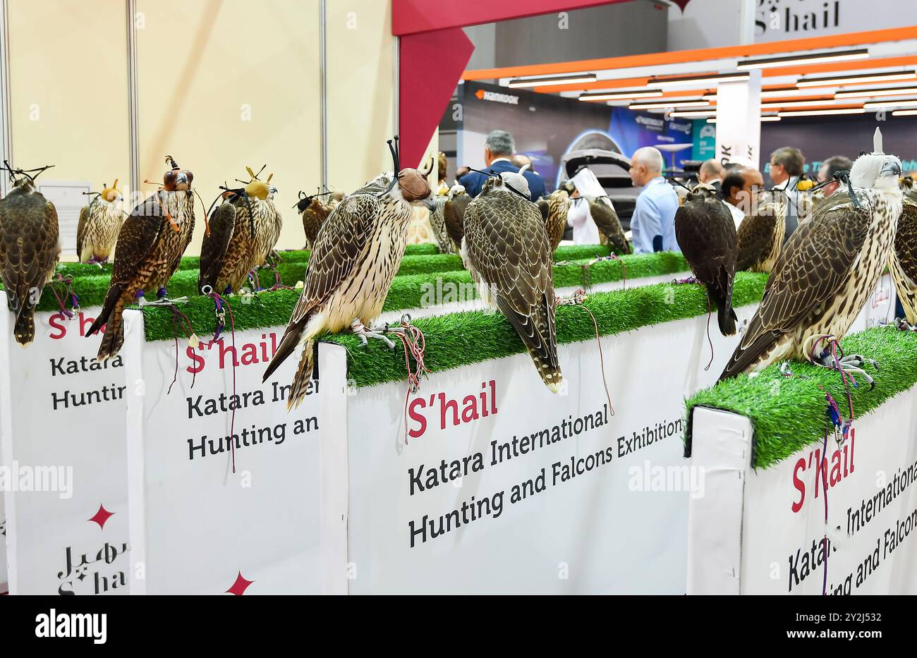 Falcons are on display during the 8th edition of the Katara ...