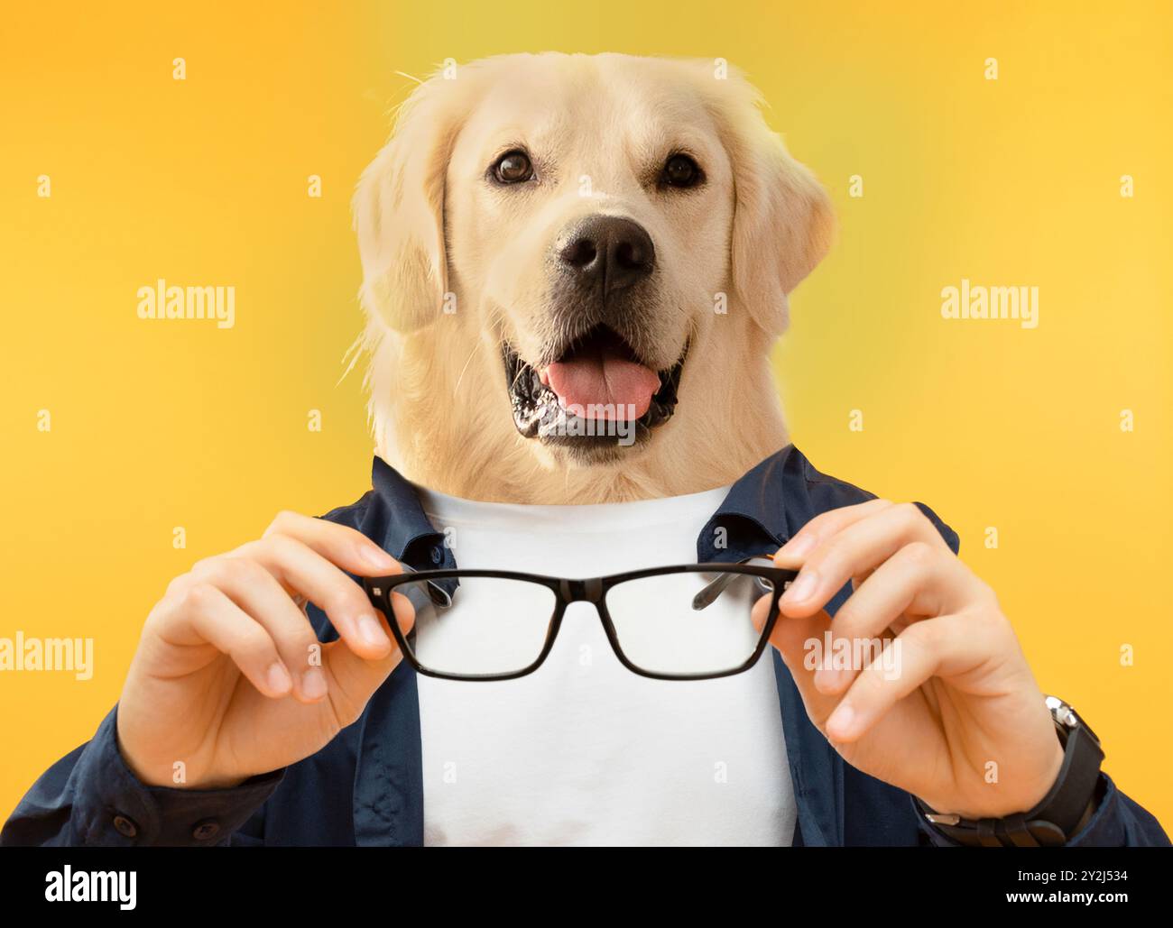 Golden Retriever Head With Human Hands Holding Glasses Stock Photo - Alamy