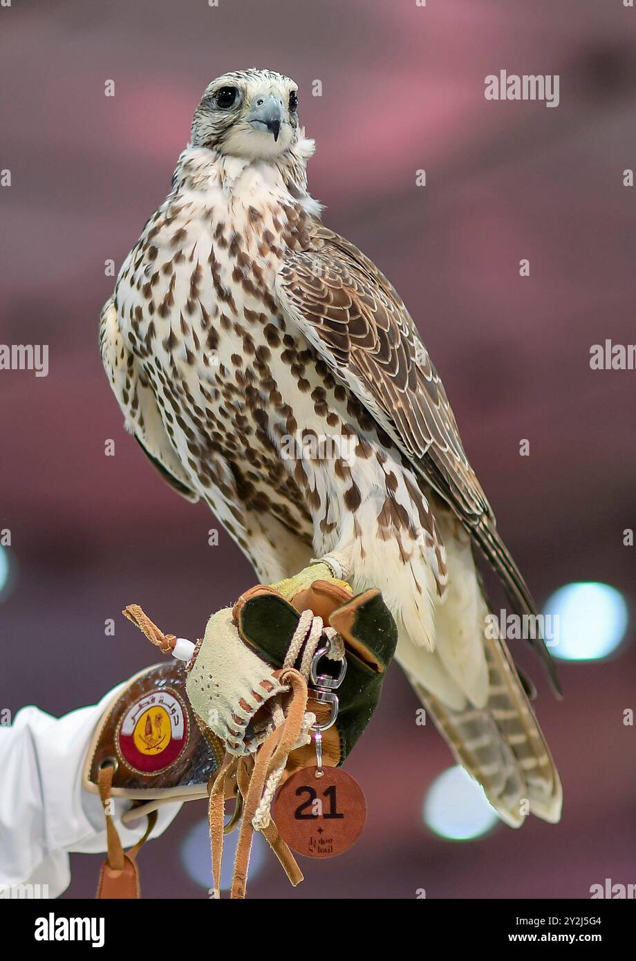 An exhibitor shows a falcon during the 8th edition of the Katara ...