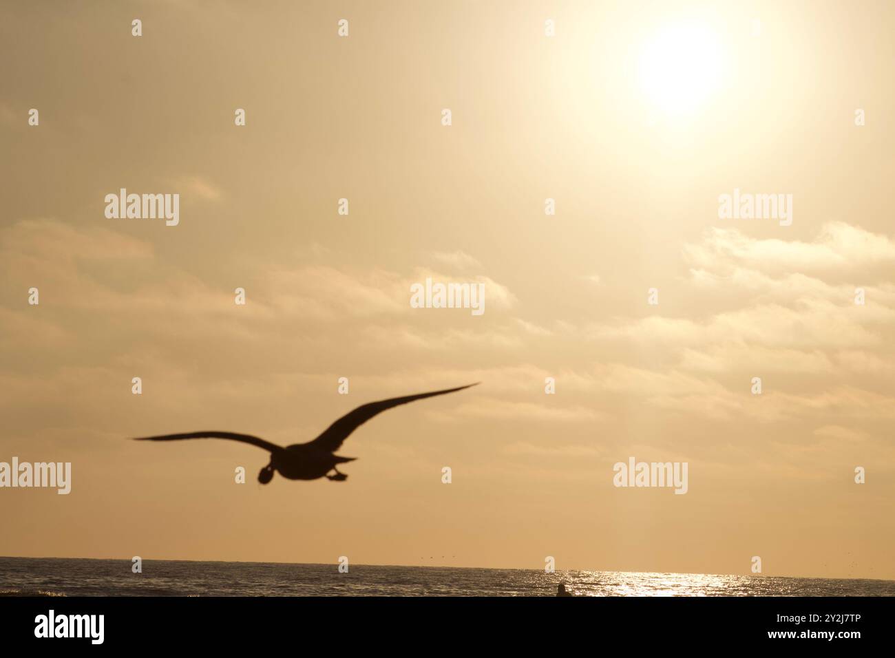 Seagull with object in beak silhouette flying over ocean during golden ...