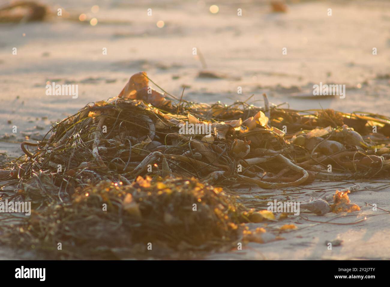 Green seaweed kelp piles on the beach by the ocean in Pacific Beach ...