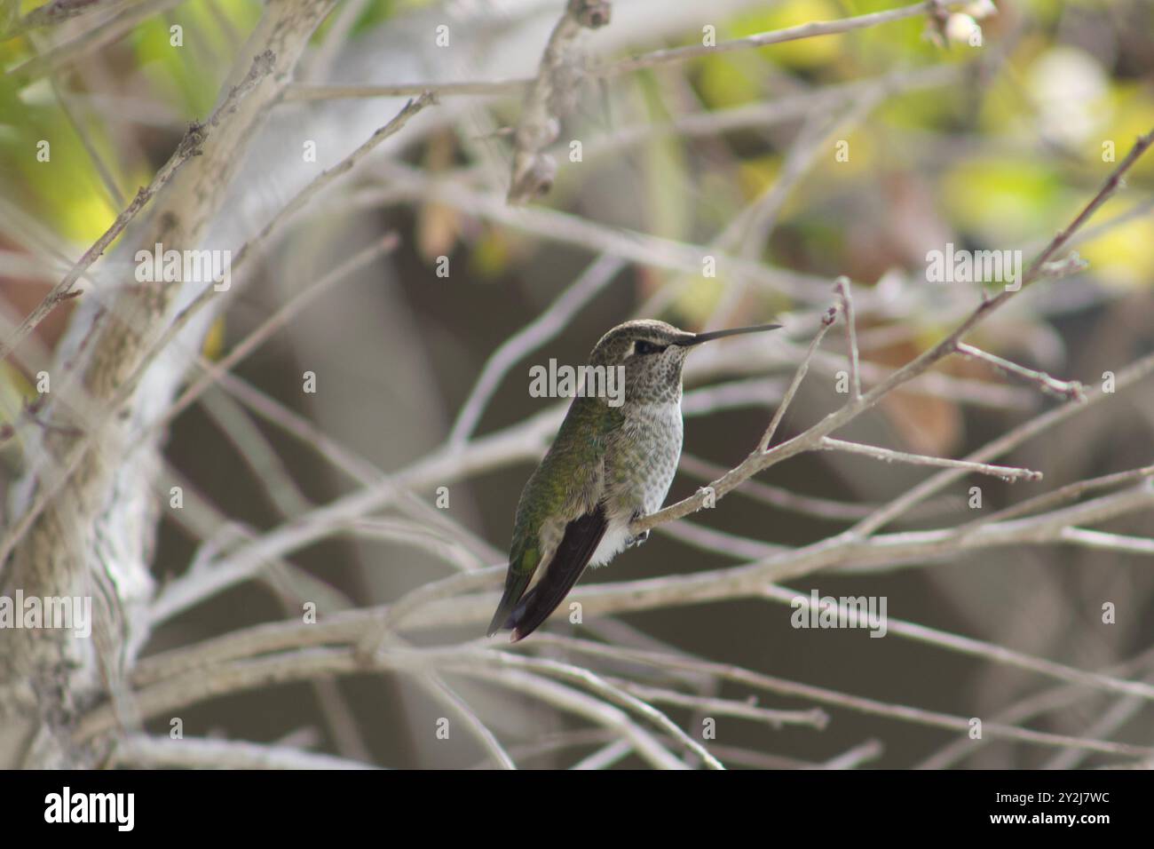 Cute little bee hummingbird hi-res stock photography and images - Alamy