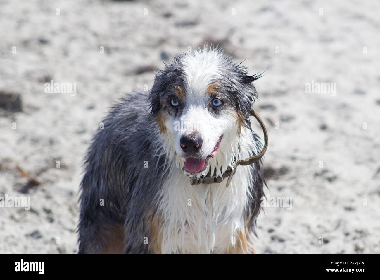 Wet smiling Australian Shepherd dog with blue eyes standing in the sand ...
