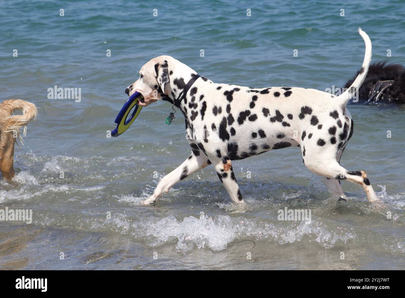 Dalmation dog playing fetch in water at Ocean Beach Dog Beach Stock ...